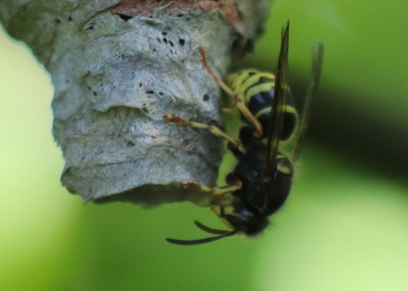 Wasp problems? - Check Services