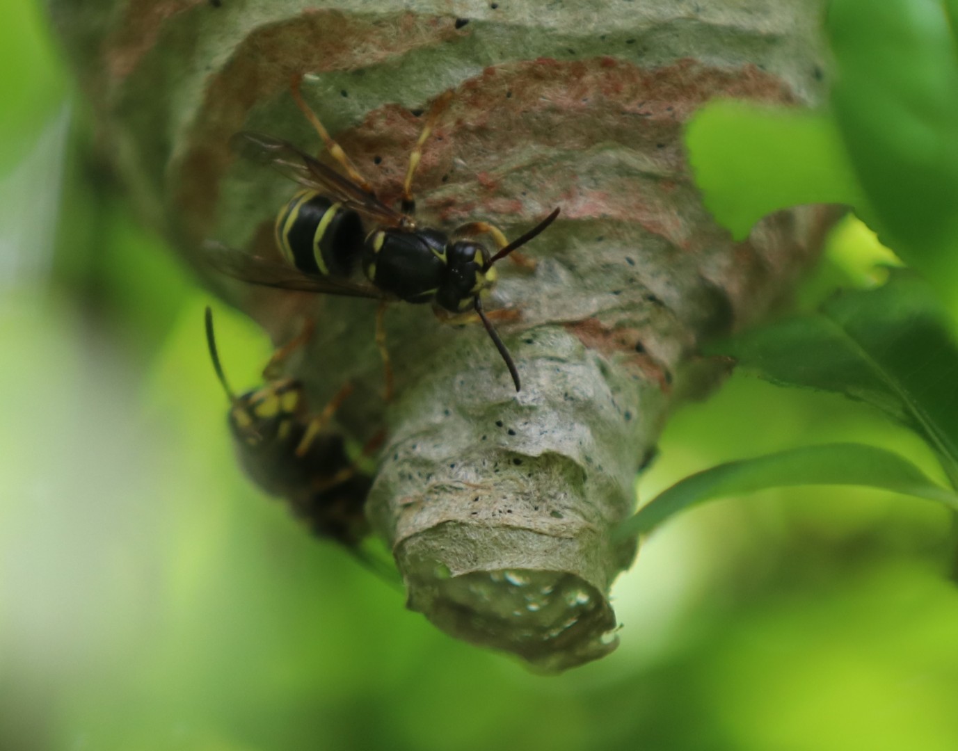 Wasp problems? - Check Services